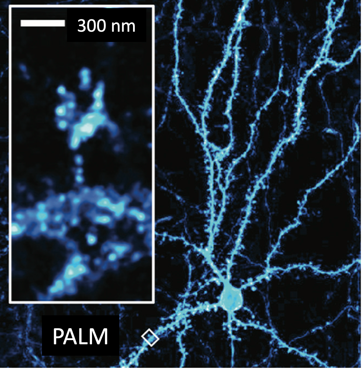 Super-resolution facility staff scientists event on SIM & SMLM – APRIL ...